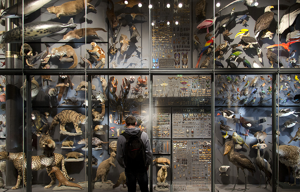 » Museum für Naturkunde Berlin